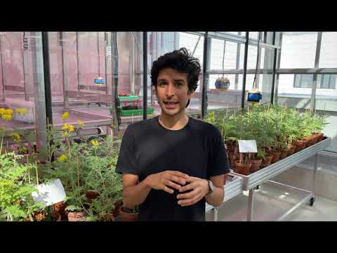 CEPLAS Research Weeks - Research Area 3 - Dr. Uriel Urquiza