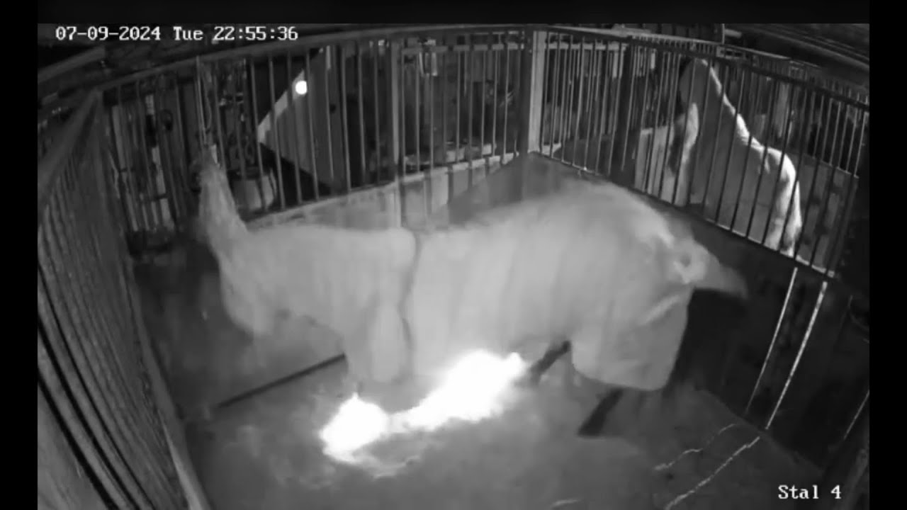 Ball lightning striking a horse!