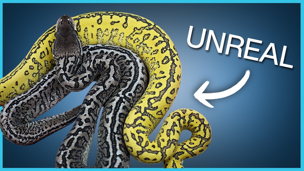 BRAND NEW Triple Recessive Ball Python Combo!
