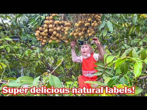 Bibi refuses to sleep and hides from Uncle Phong to harvest fruit!