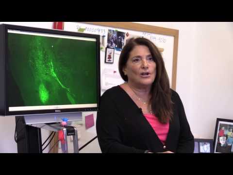 Scientists Find Way to Manipulate Memory in Mice