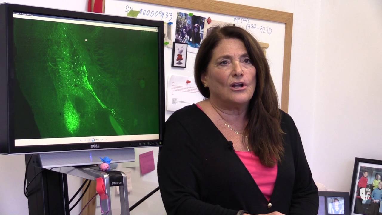 Scientists Find Way to Manipulate Memory in Mice