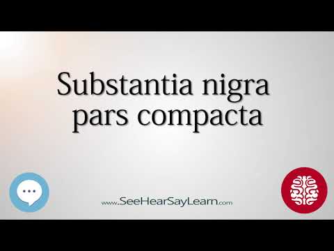 Substantia nigra pars compacta Anatomy of the Brain SeeHearSayLearn 🔊