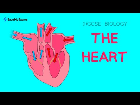 The Heart in 3 minutes - IGCSE & GCSE Biology Revision