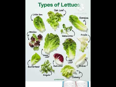 Types of Lettuce #english #basicenglish #greenleaves #vegetables #thekitchen #kichen #vocabulary