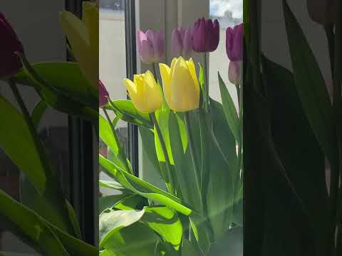 The most known meaning of Tulips is perfect and deep love.