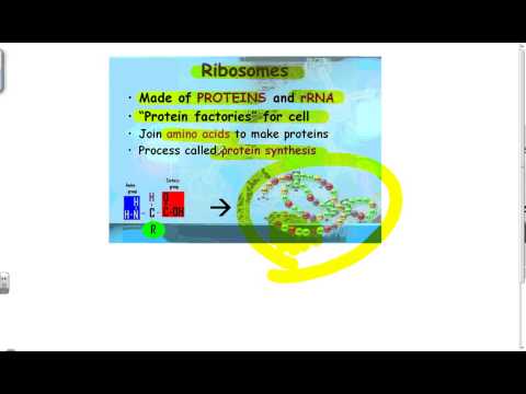 EOC Biology Review #1 Cells