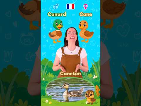 The Animal Families in French 🇫🇷 #learning #kids #beginners #education #toddlers