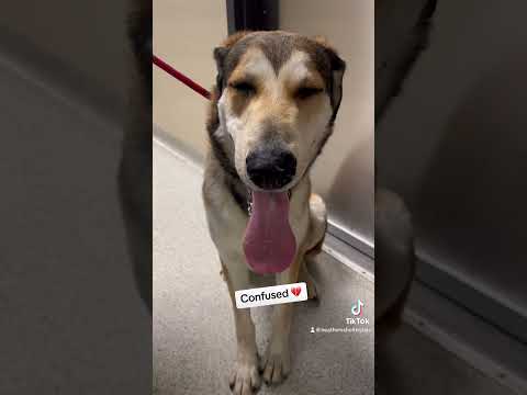 Returned to the shelter for being too big S’mores #A580287 Kennel 554 #dog #shelterdog #adopt #dogs