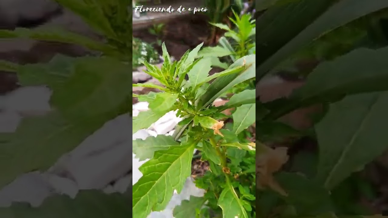 ¿Para qué sirve el epazote?😍💚// planta medicinal #datoscuriosos #trending #naturelovers #tiktok