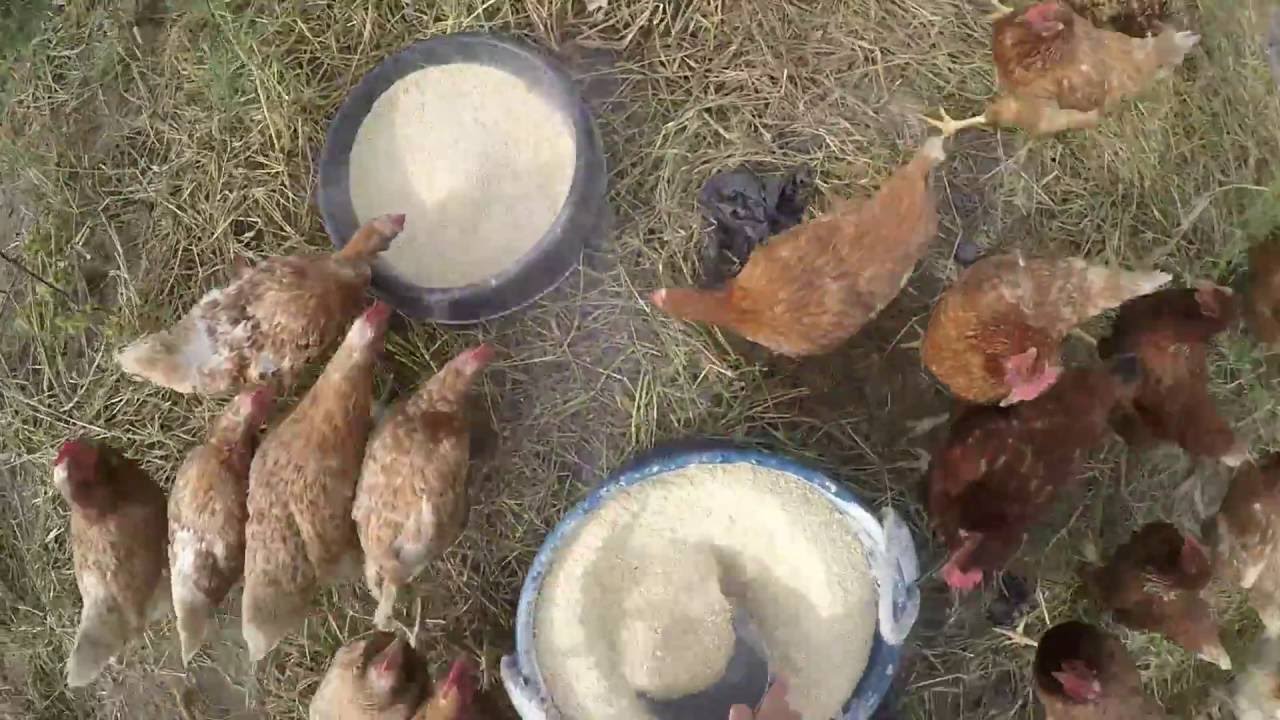 Walkthrough Feeding the Chickens Part-2