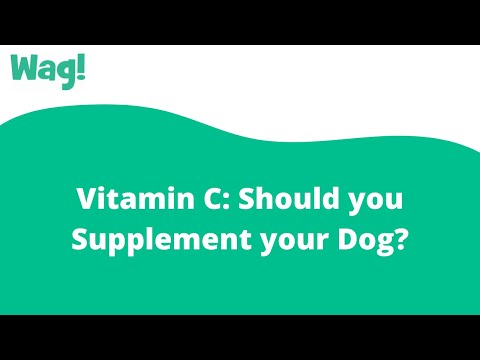 Vitamin C: Should you Supplement your Dog? | Wag!