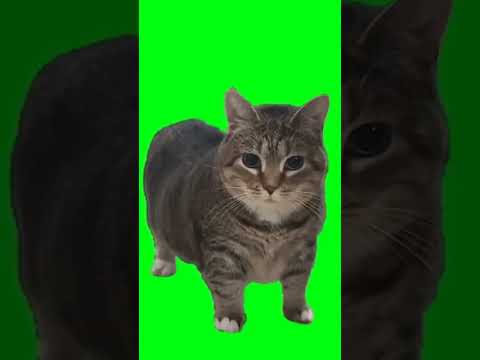Gato Girando pantalla verde #funnymemes