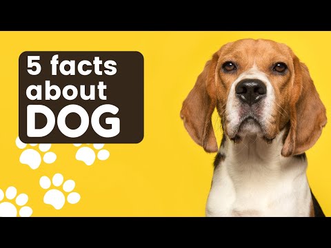 5 Short FACTS About DOGS 🐶🐾 Discover them!