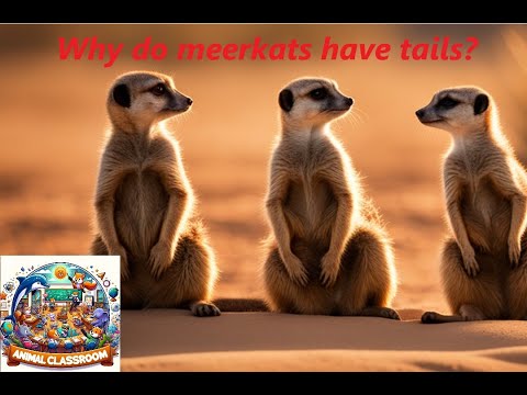 Meerkat Magic: Fun Facts for Kids