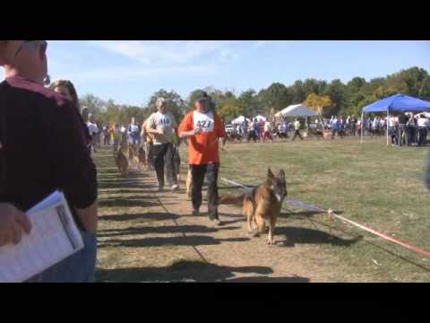 2008 North American Sieger Show & VA 1 Liedo vom Kuckucksland Schutzhund 3 Kkl 1