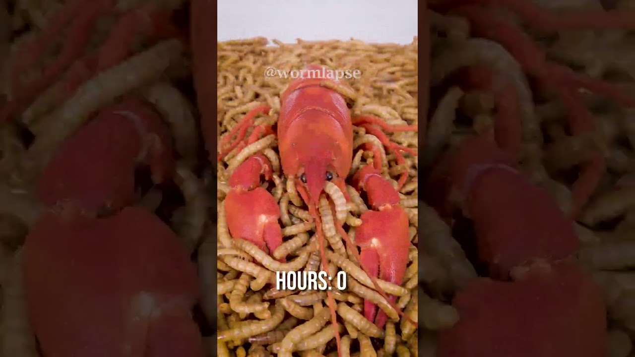 10 000 Mealworms vs. CRAYFISH