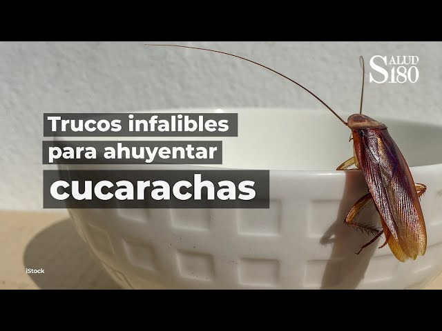 Qué pasa si te comes un insecto cuando estás dormido