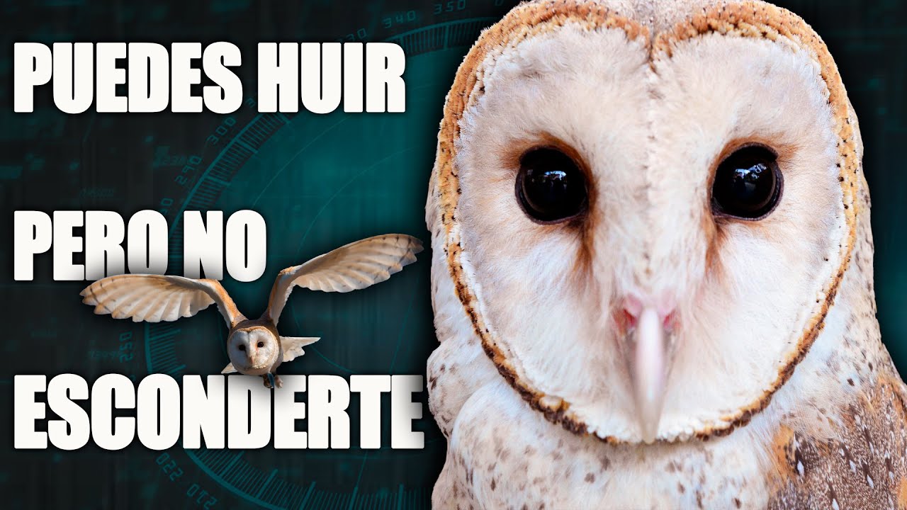 ¿Qué es una lechuza común? | (Tyto alba)