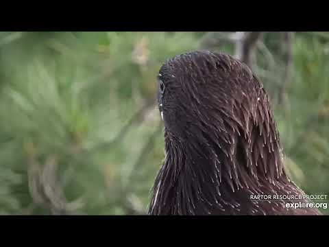 Trempealeau Eagles 6-20-25 TE3 closepus