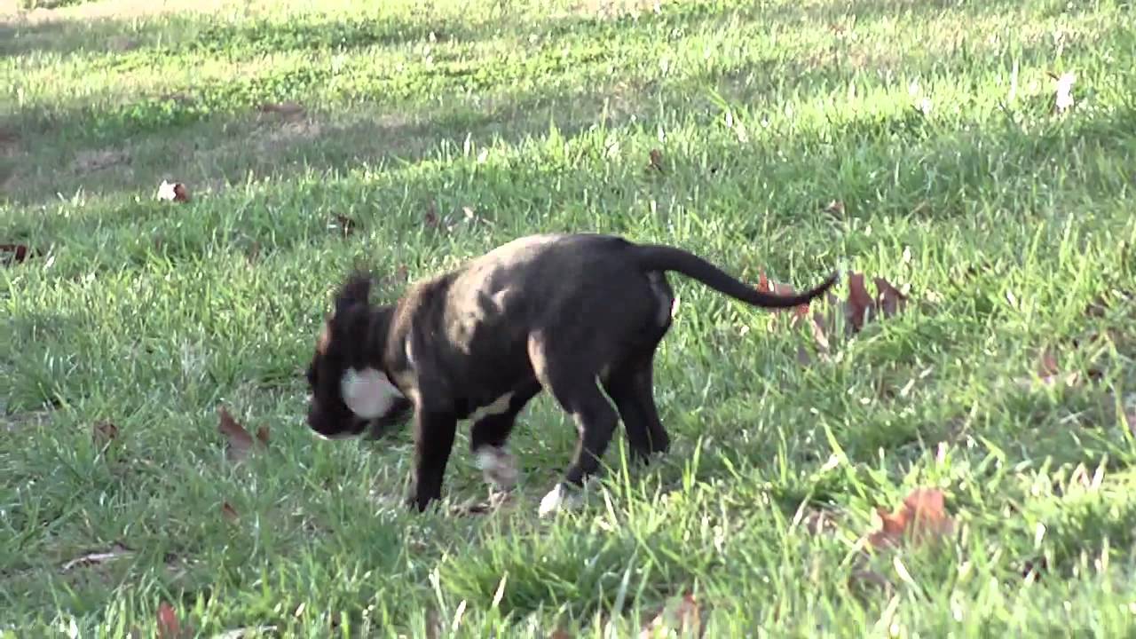 Sherlock the 8 week old Lab pointer mix
