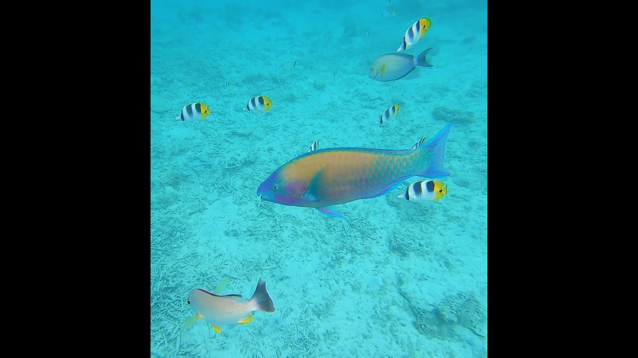 Parrotfish & Red Breasted Wrasse