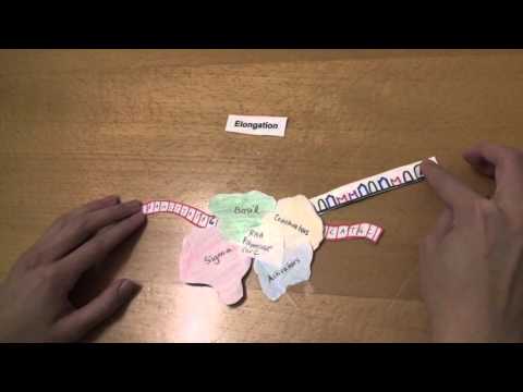 Transcription Elongation