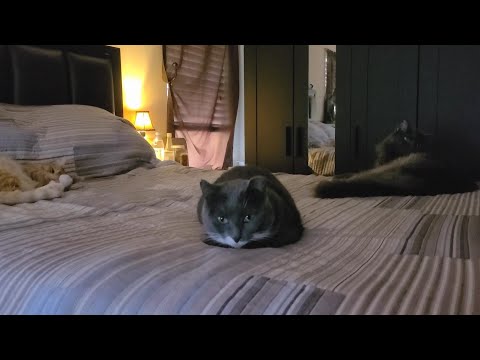 watch - Ina girl and the other cats feel LOVE this morning - for a YouTube cat fun video