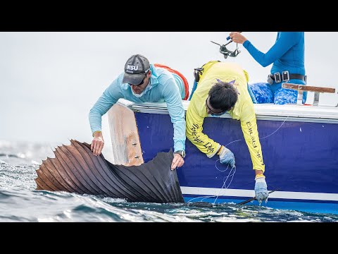 Watch the fastest fish in the world hunt its prey – for the first time ...