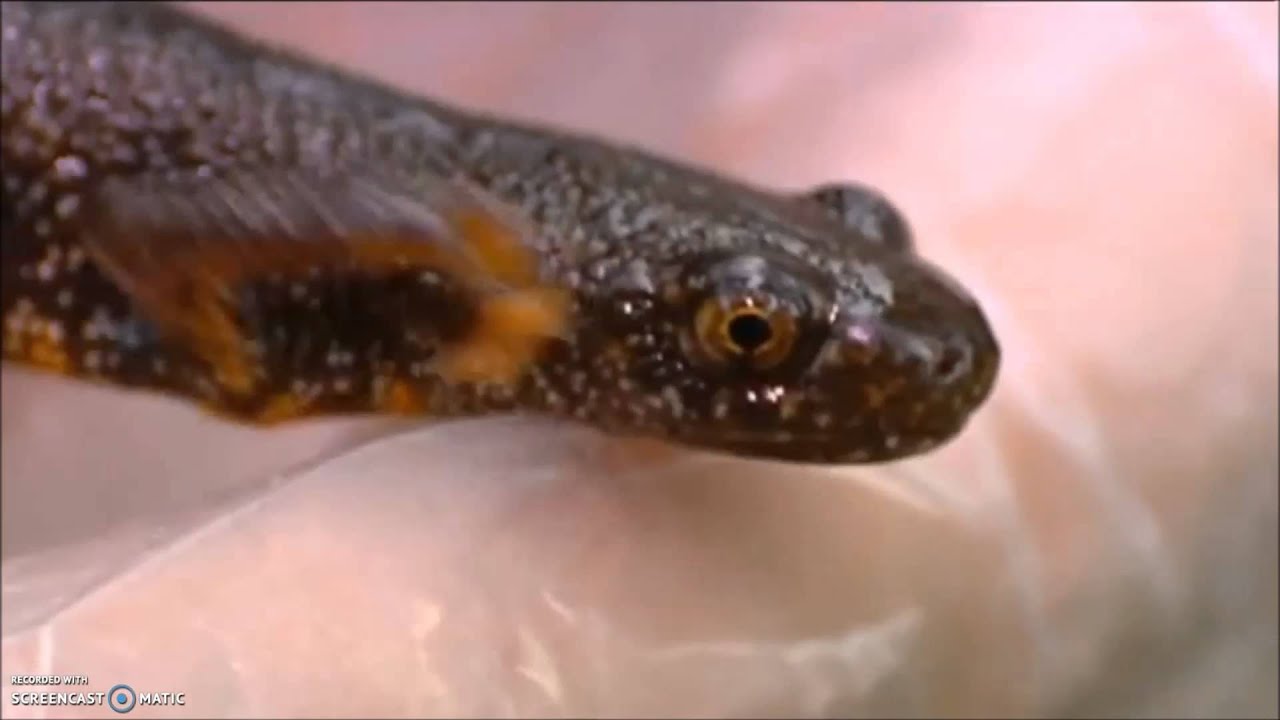 Great Crested Newts on Springwatch (2008)