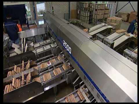 Egg Grading Machine Wholesalers & Distributors in India