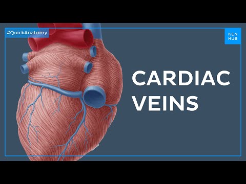 The greater cardiac venous system - Quick Anatomy | Kenhub