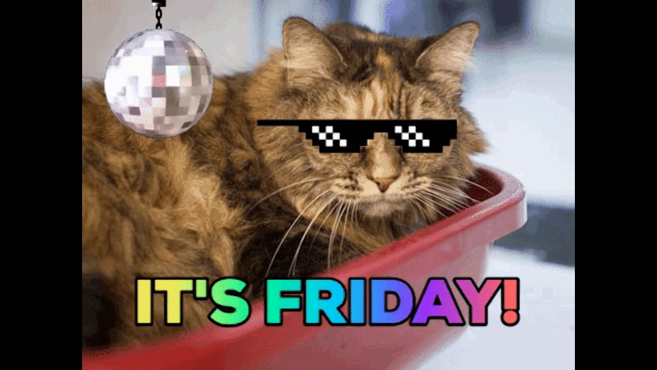 HAPPY FRIDAY FROM THE CATS