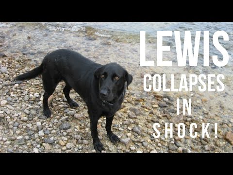 Lewis Collapses With Shock