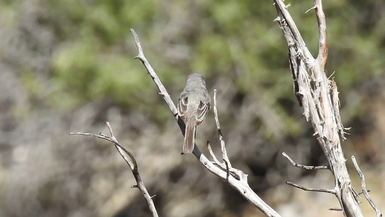 Gray Vireo singing