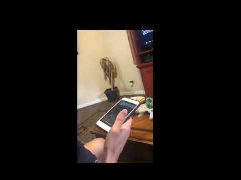 Alexa simon says from app - controlserre