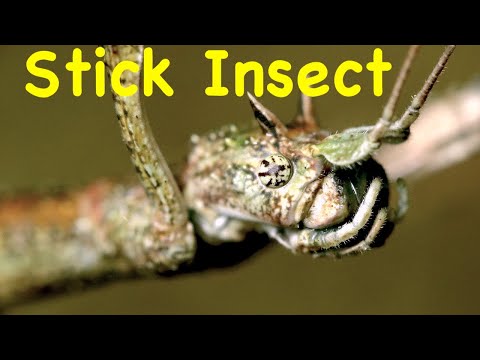Vietnamese Stick Insect - The Coolest Bug!