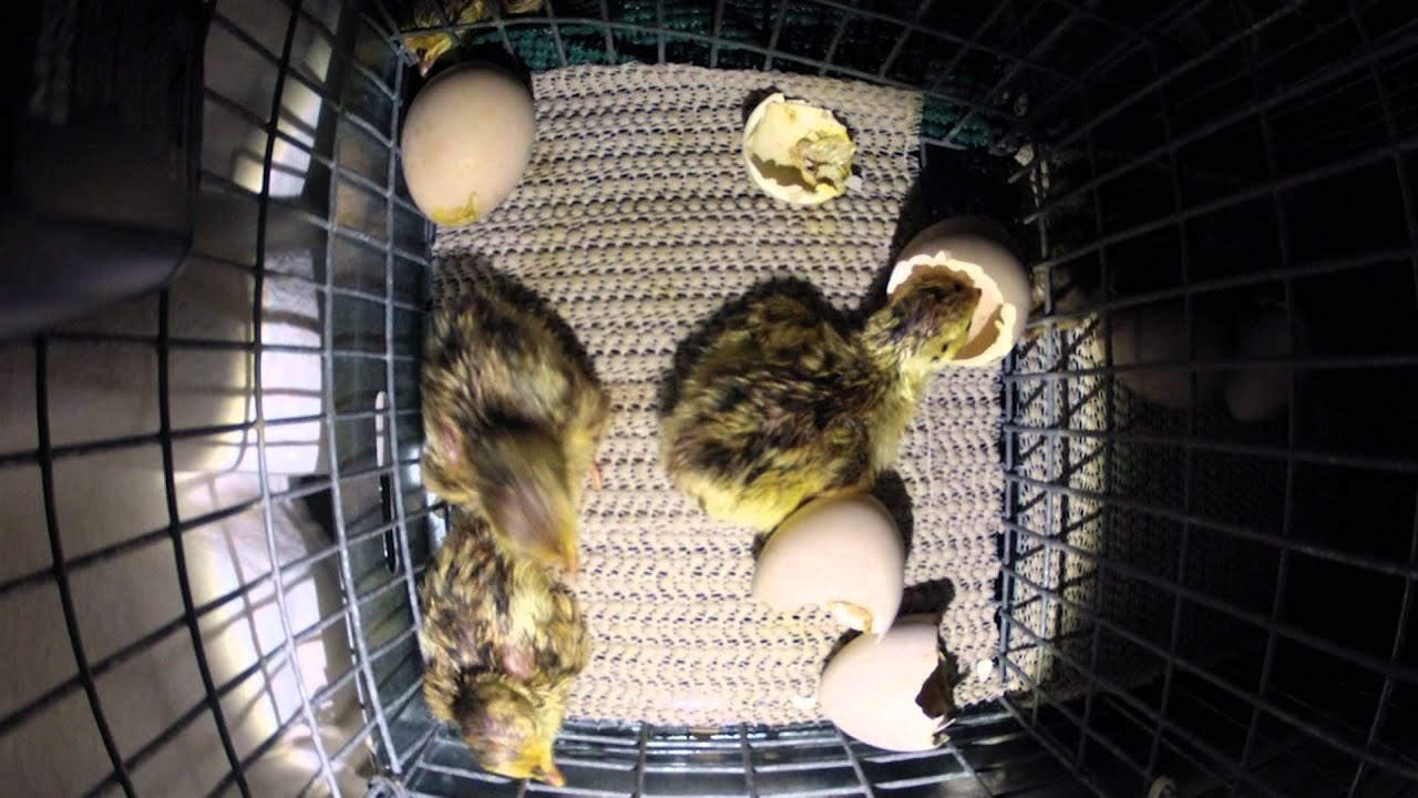 Attwater's Prairie Chickens Hatch - Time Lapse
