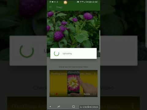 How to identify globe amaranth or Gomphrena globosa with PlantSnap