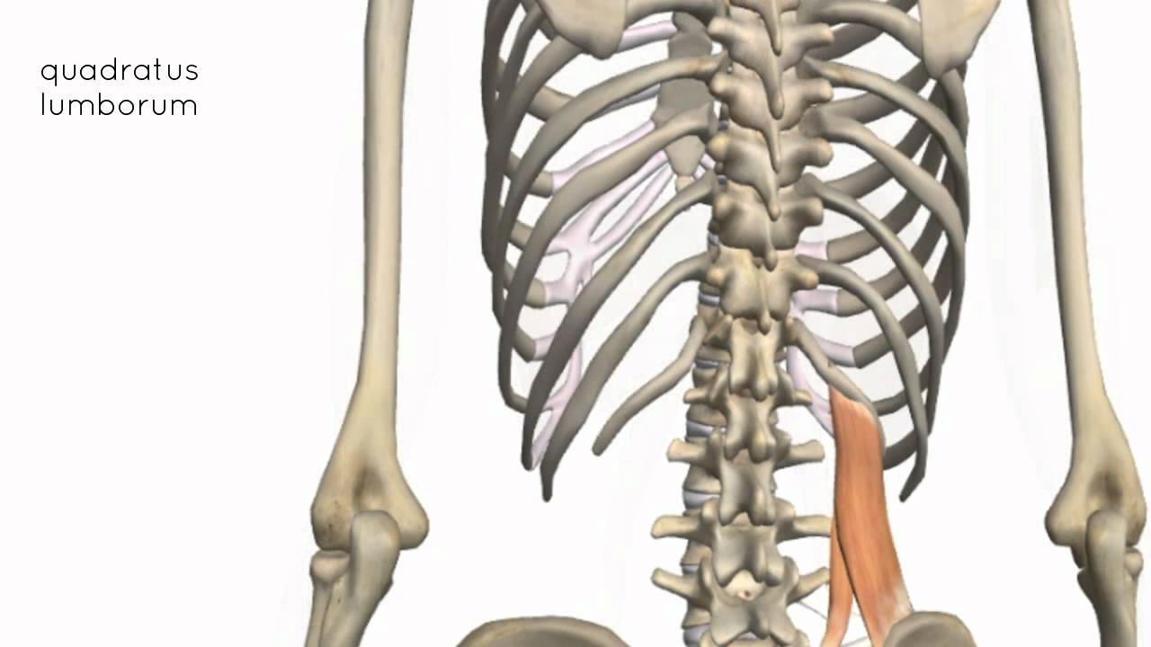 Muscles of the Posterior Abdominal Wall - 3D Anatomy Tutorial