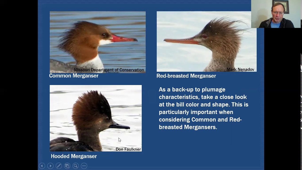 Mini-Tutorial: The Mergansers