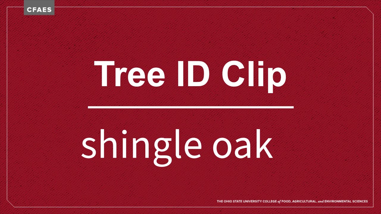 Tree ID Clip: shingle oak