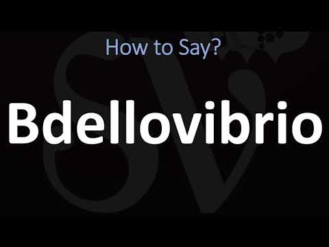 How to Pronounce Bdellovibrio? (CORRECTLY)