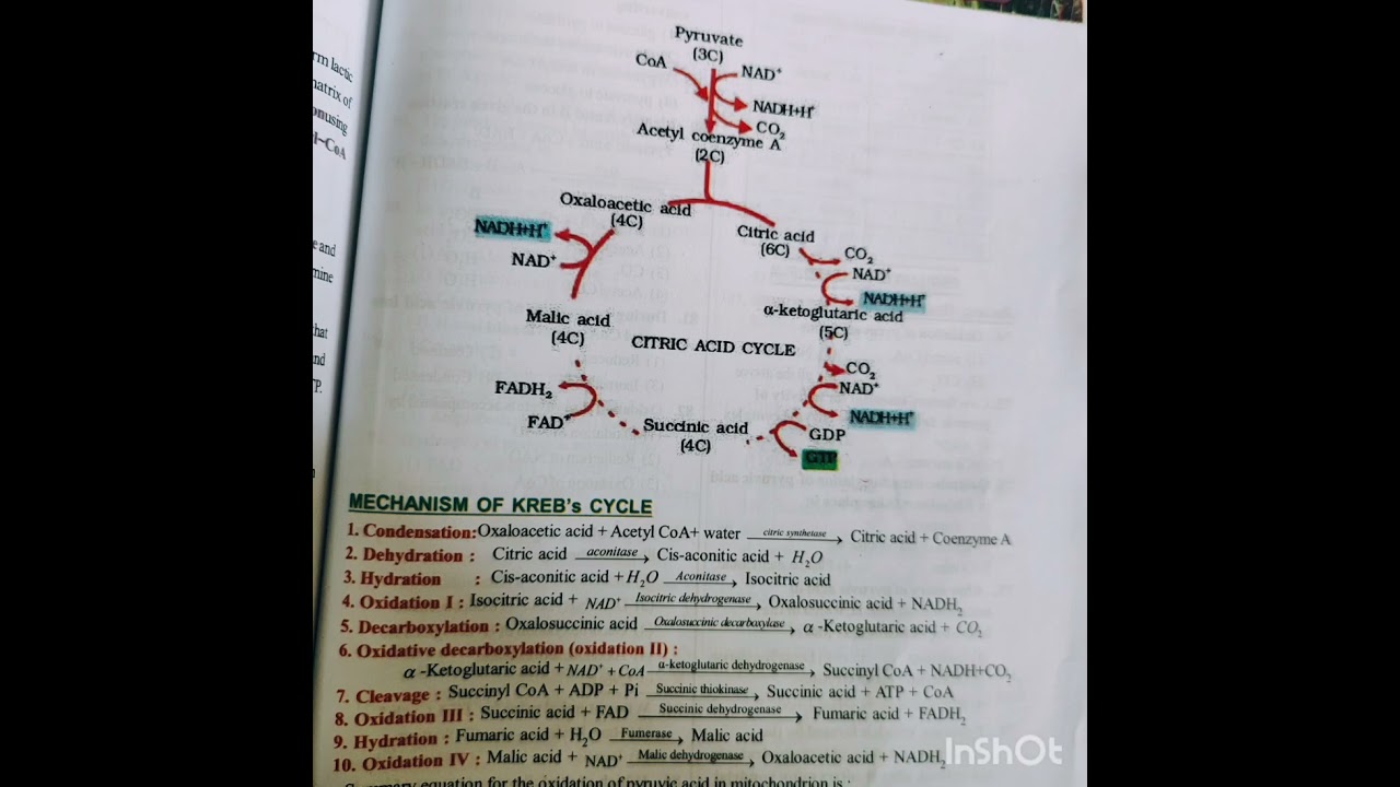|| Best notes on kreb's cycle | #neet #biology #biologymcqs