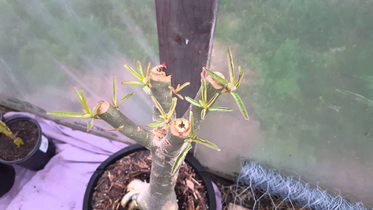 Adenium hard pruning (Results)
