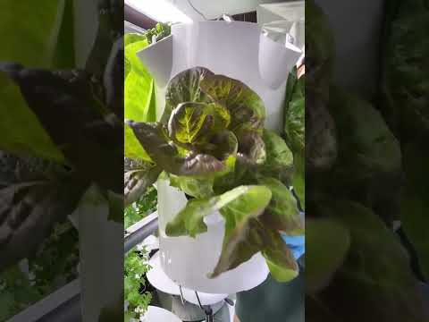 4 kinds of gourmet lettuce grown in #rochesterny #rocfoodies #rochesternewyork