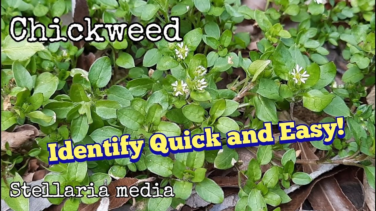 Chickweed Identification - Quick and Easy Ways to ID