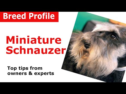 Miniature Schnauzer dog breed guide