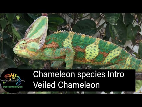 Veiled Chameleon Short Introduction