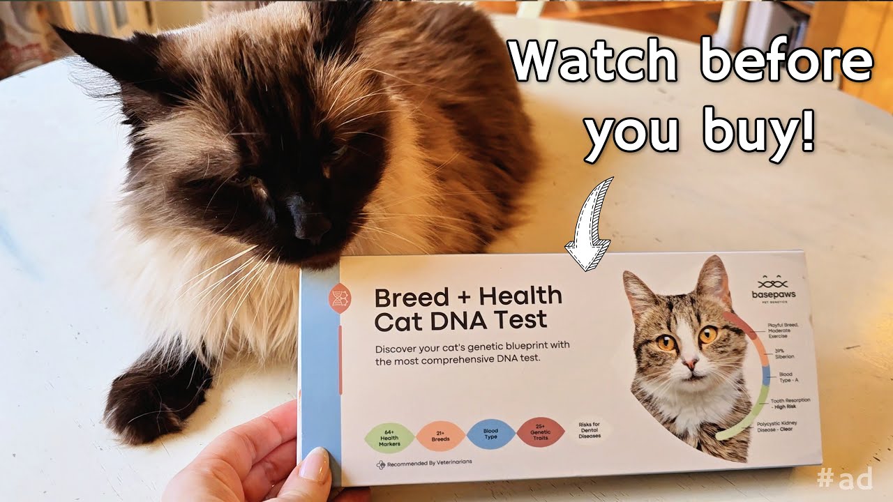 Basepaws Cat DNA Test Kit, Demo and Review